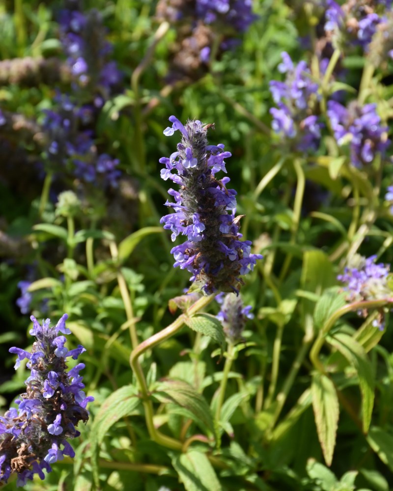 Perennials | Perennials Available in Reno | Moana Nursery