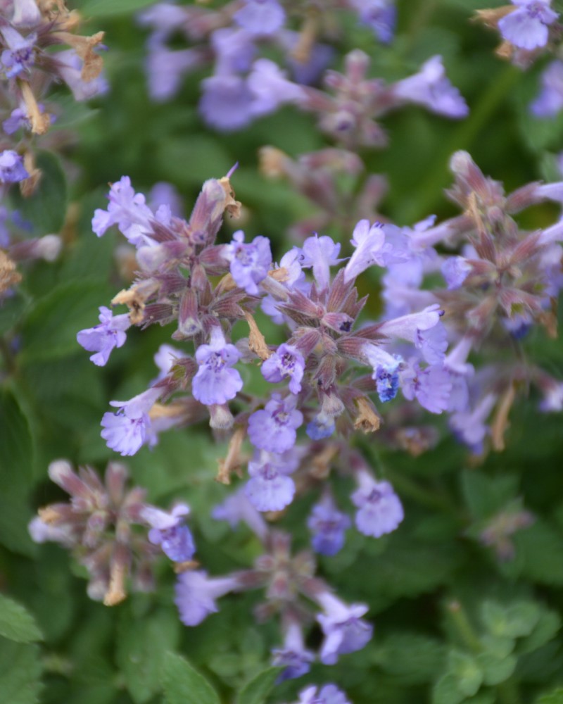 High Desert Proven Perennials