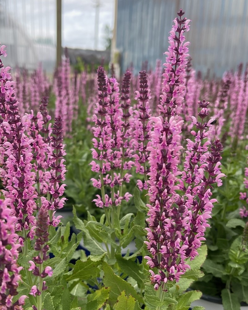 High Desert Proven Perennials