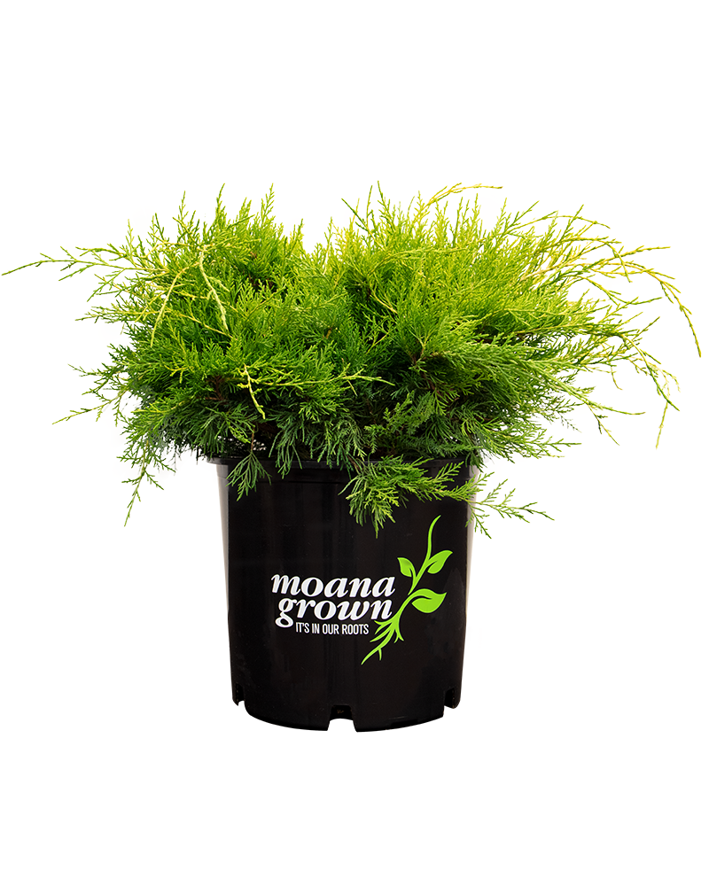Departments Old Gold Juniperjuniperus X Media Old Gold