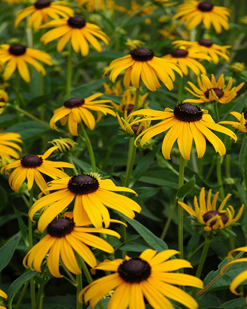 High Desert Proven Perennials