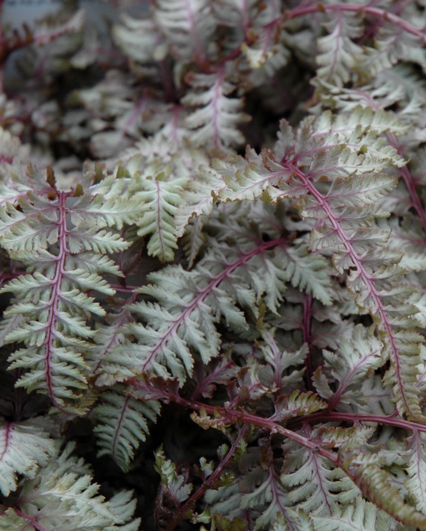 High Desert Proven Perennials