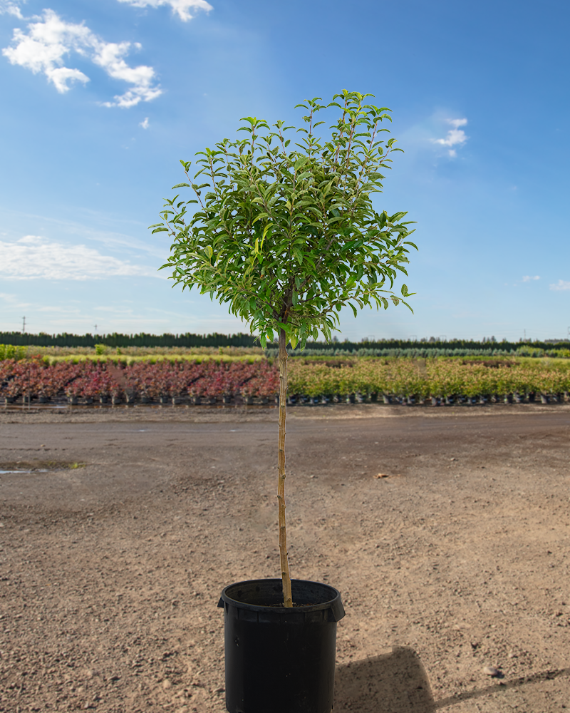 Shade Trees | Shade Trees Available in Reno | Moana Nursery