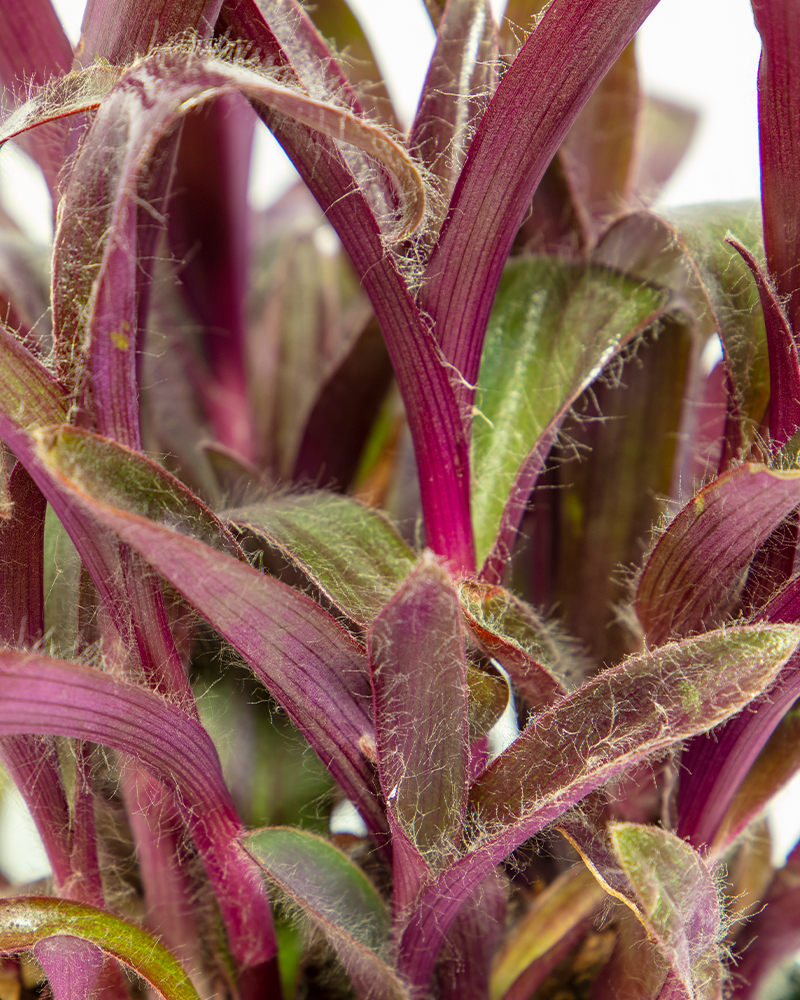 Departments - Tradescantia Purple Heart 6"