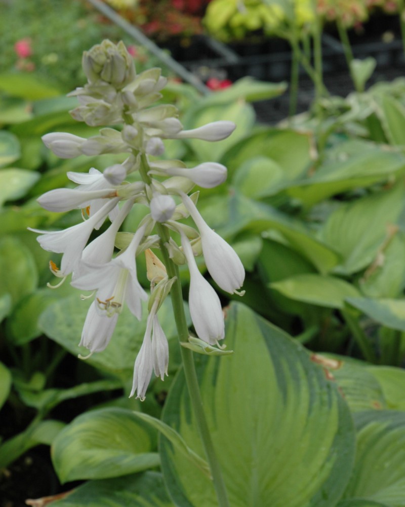 Perennials | Perennials Available in Reno | Moana Nursery