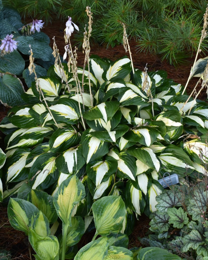 Perennials | Perennials Available in Reno | Moana Nursery