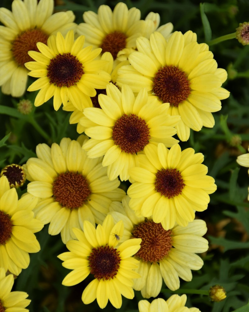 Annuals | Annuals Available in Reno | Moana Nursery