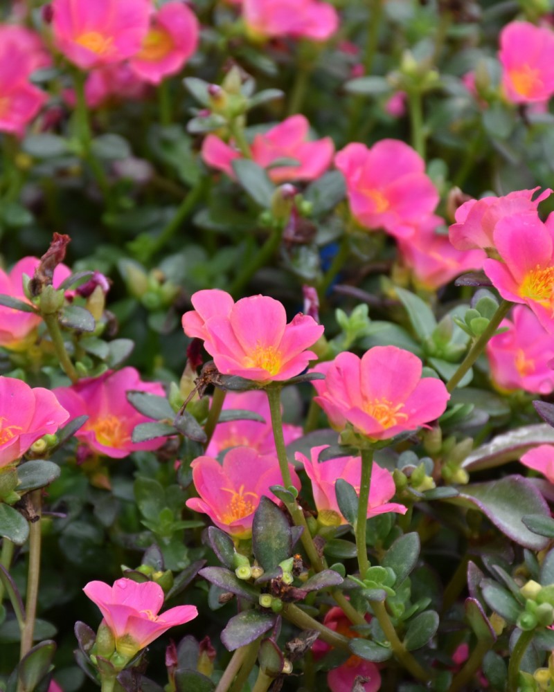 Annuals | Annuals Available in Reno | Moana Nursery