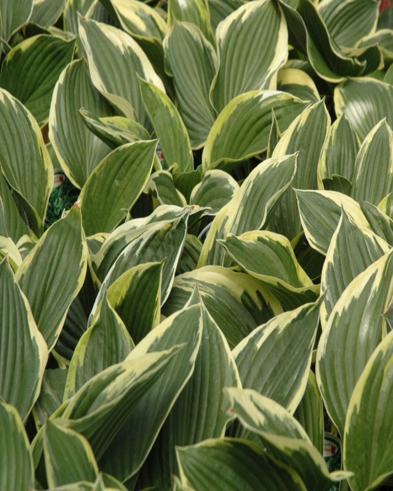 Perennials | Perennials Available in Reno | Moana Nursery