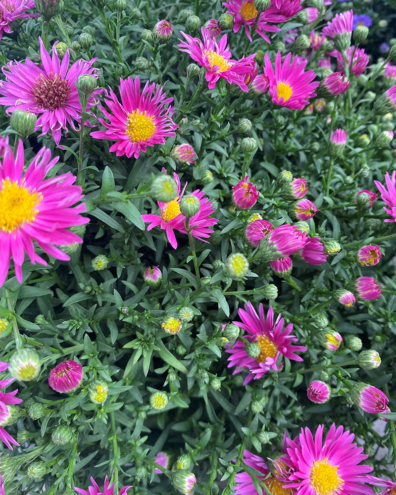 Mums & Asters