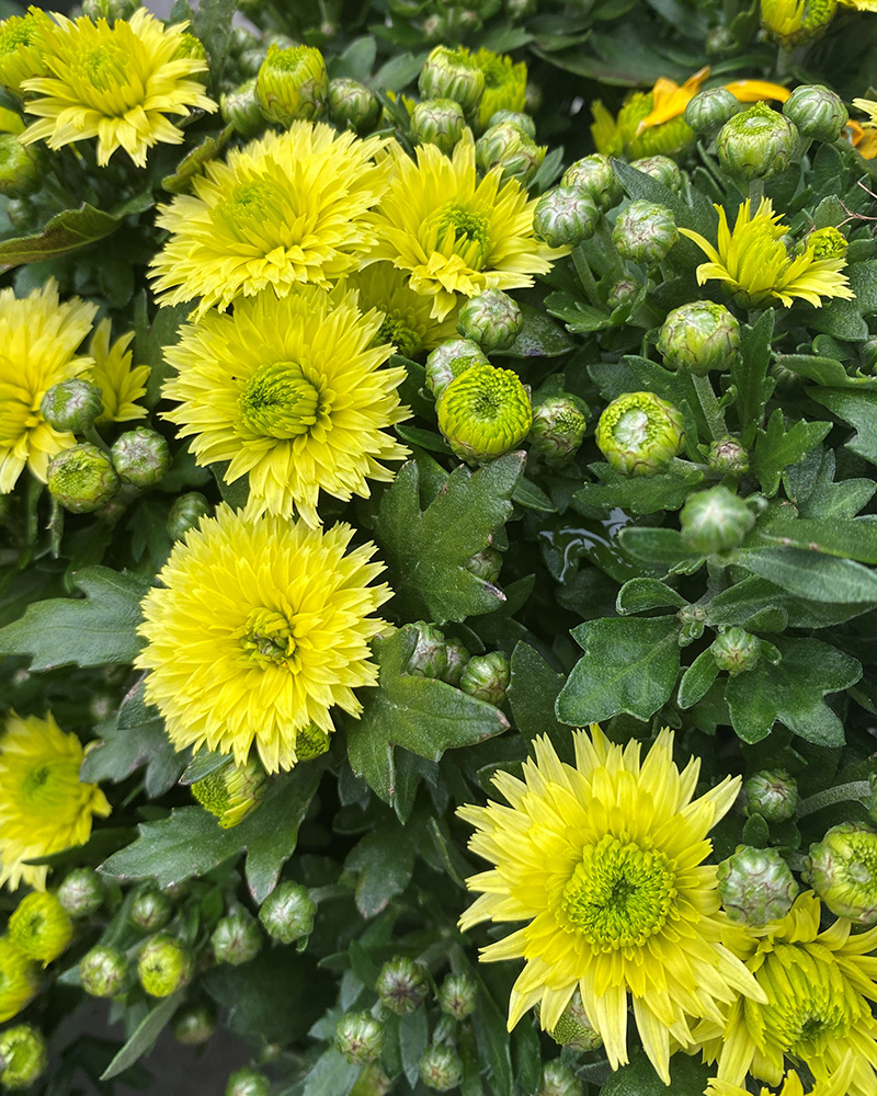 Mums & Asters