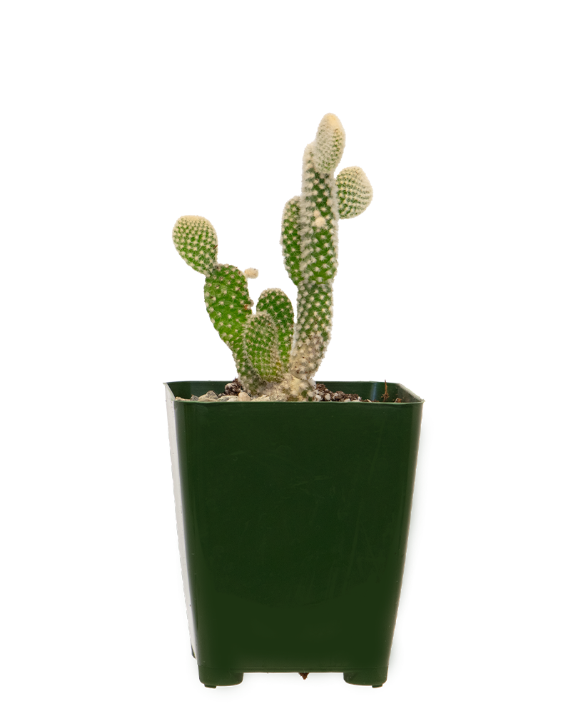 Indoor Plants | Indoor Plants Available in Reno | Moana Nursery