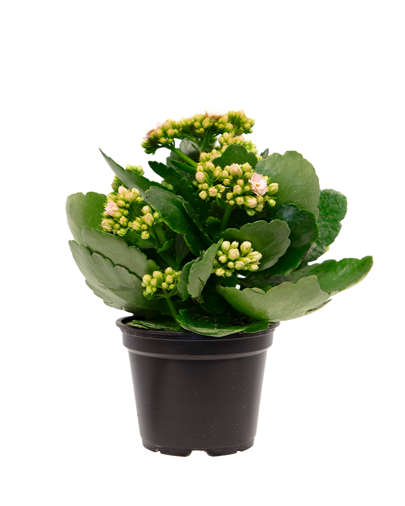 Indoor Plants | Indoor Plants Available in Reno | Moana Nursery