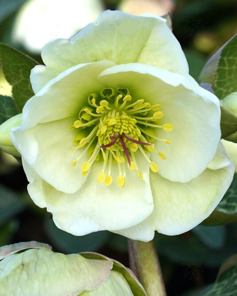 Perennials | Perennials Available in Reno | Moana Nursery