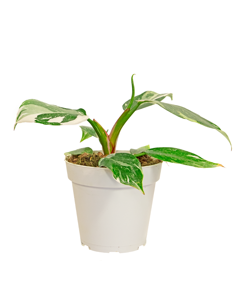 Departments - Philodendron White Princess 4"