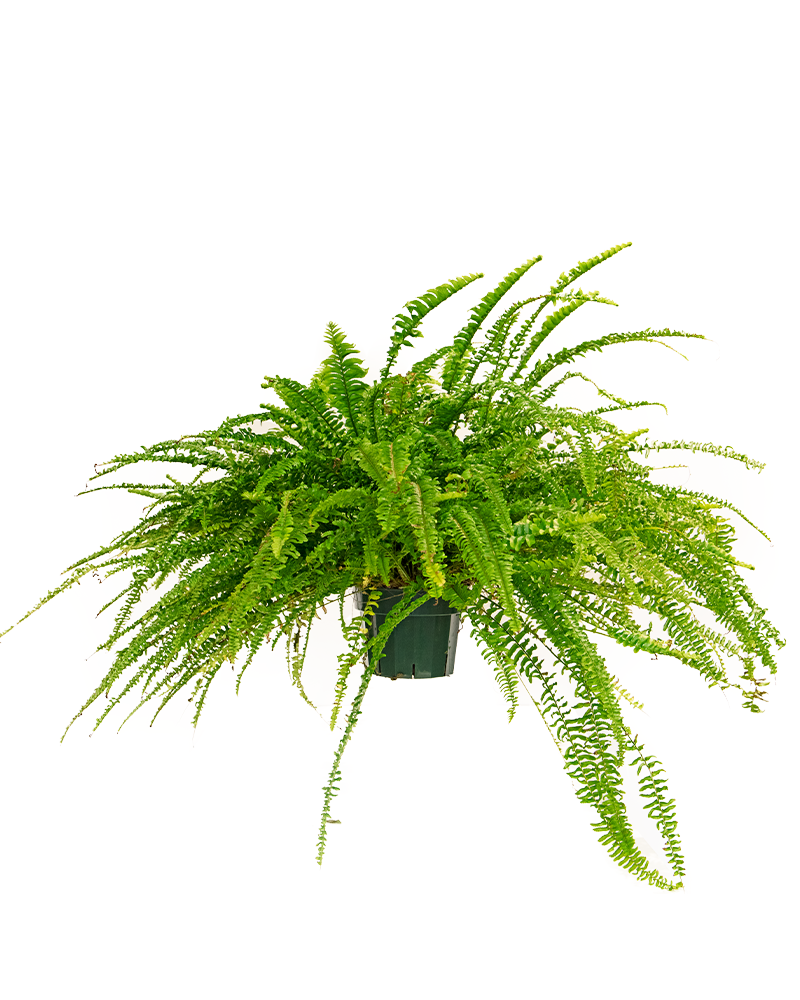 Indoor Plants | Indoor Plants Available in Reno | Moana Nursery