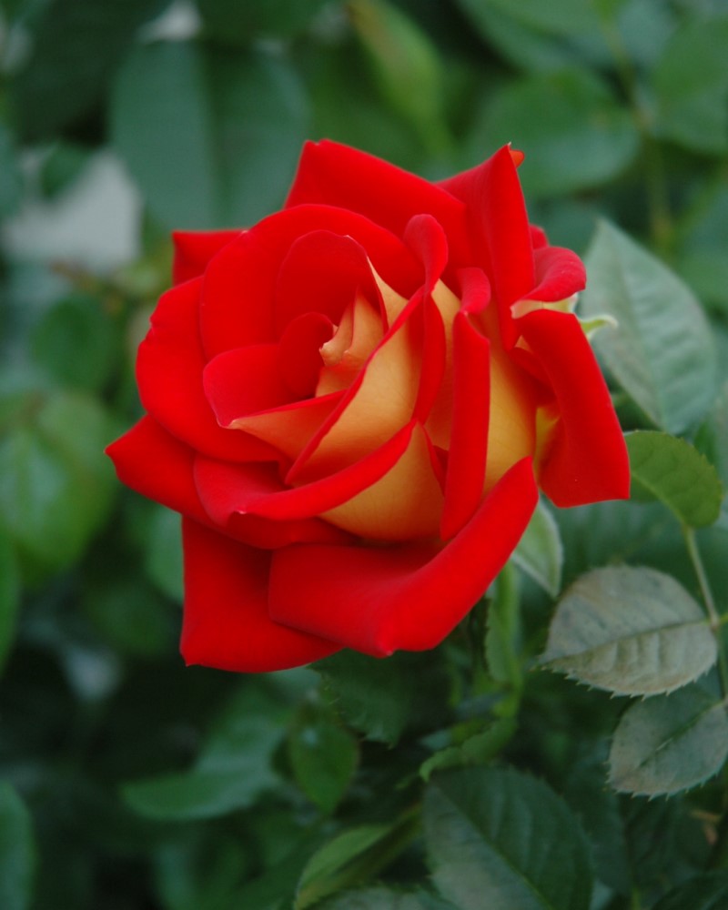 Roses | Roses Available in Reno | Moana Nursery