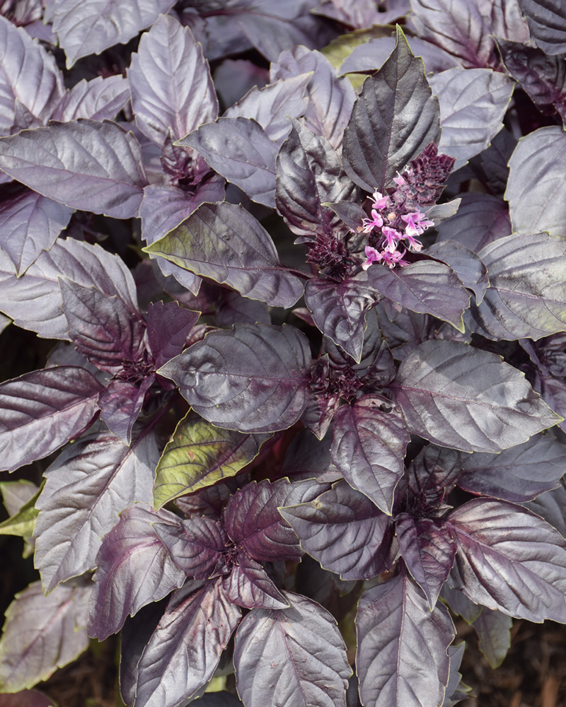 Veggies & Herbs | Veggies & Herbs Available in Reno | Moana Nursery