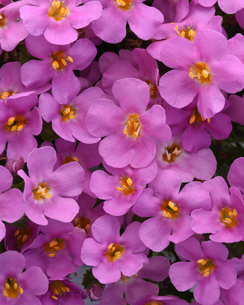 Annuals | Annuals Available in Reno | Moana Nursery