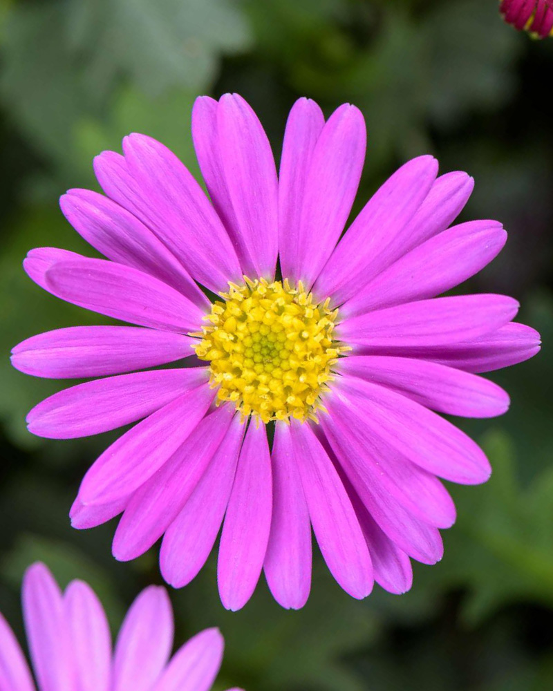 Annuals | Annuals Available in Reno | Moana Nursery