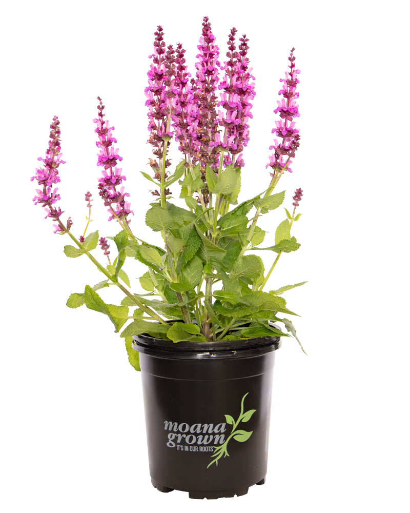 Perennials | Perennials Available in Reno | Moana Nursery