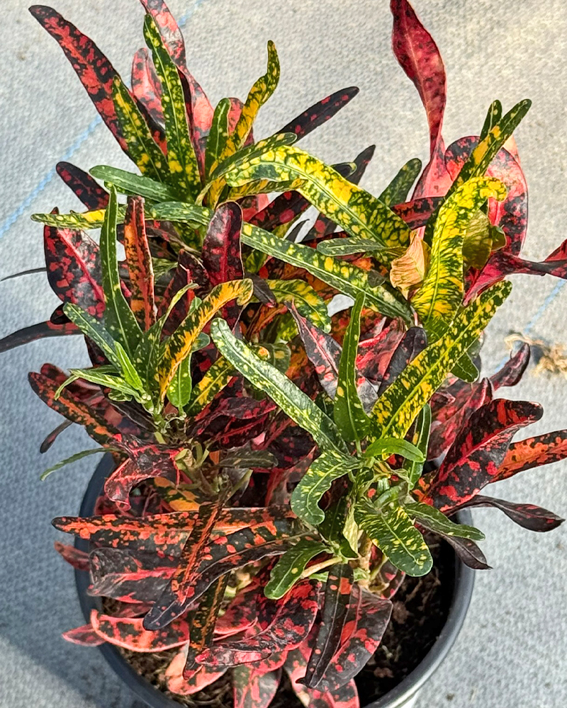 Indoor Plants | Indoor Plants Available in Reno | Moana Nursery