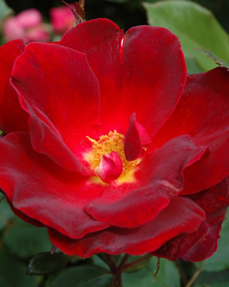 Roses | Roses Available in Reno | Moana Nursery