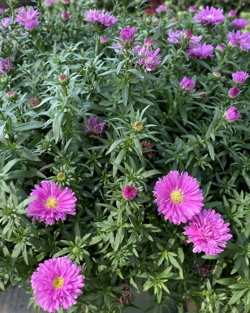 Perennials | Perennials Available in Reno | Moana Nursery