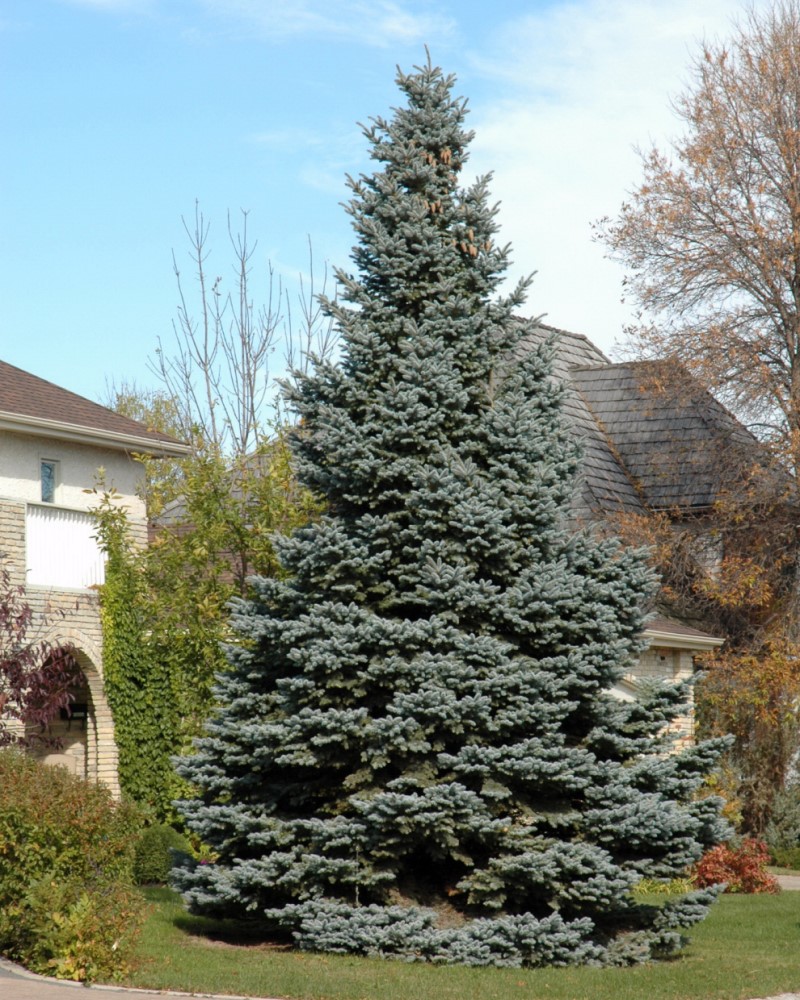 Evergreen Trees