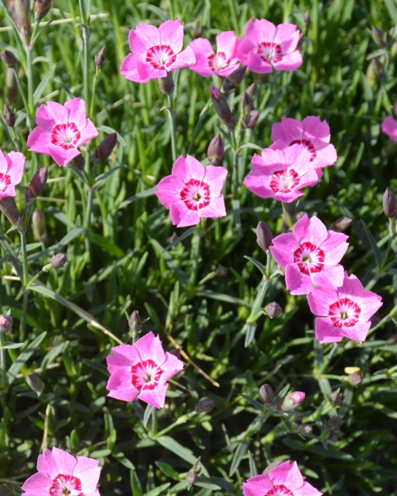 High Desert Proven Perennials
