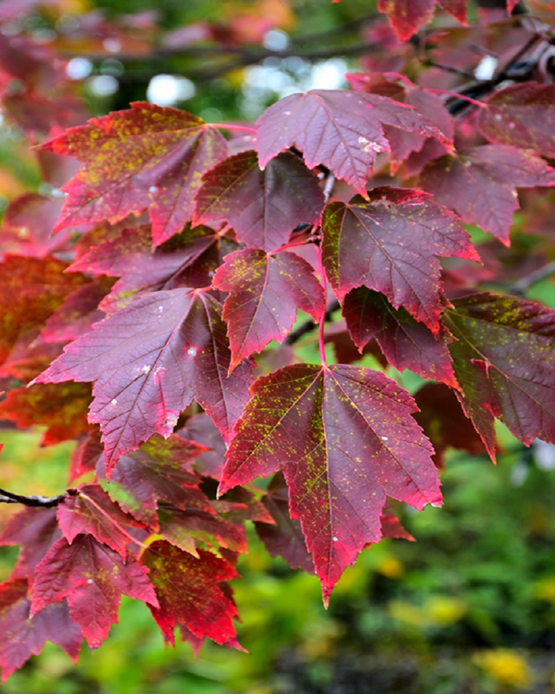 Departments - Maple Red Sunset #20
