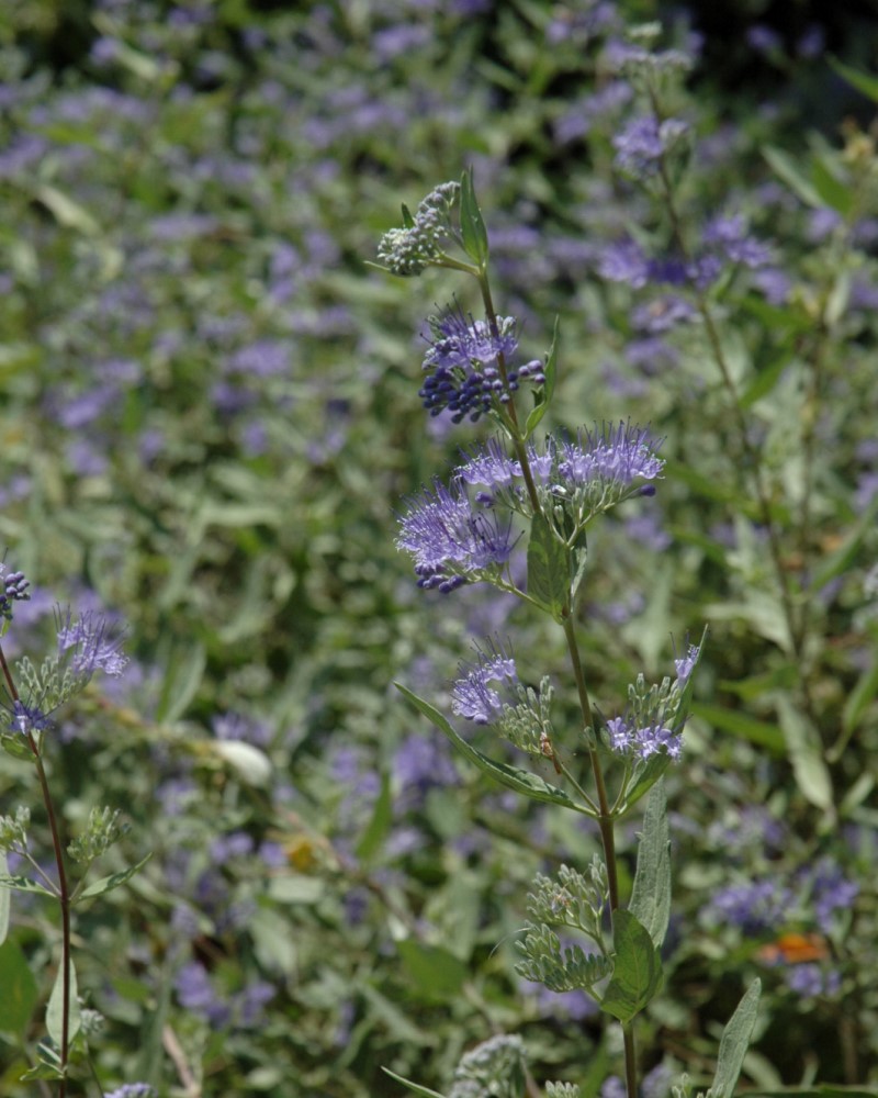 Shrubs | Shrubs Available in Reno | Moana Nursery